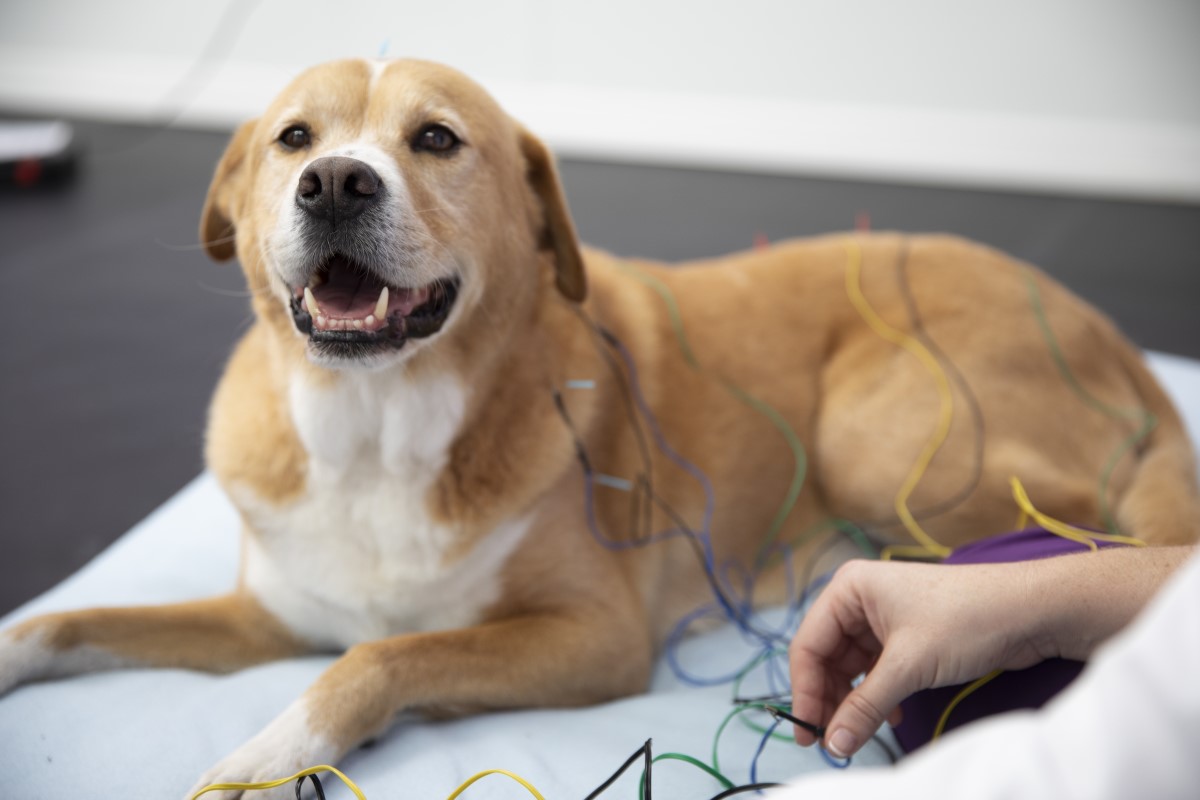 Holistic vet care in Fort Lauderdale | Healing Paws Center
